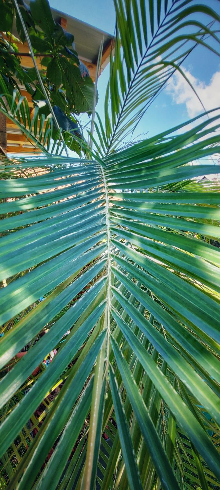 Phoenix palma