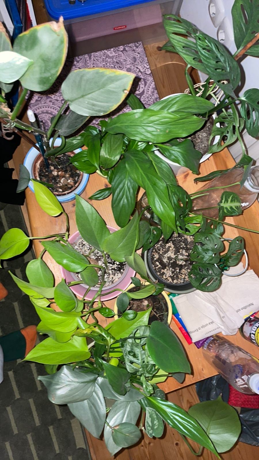 Podtaknjenci raznih rastlin