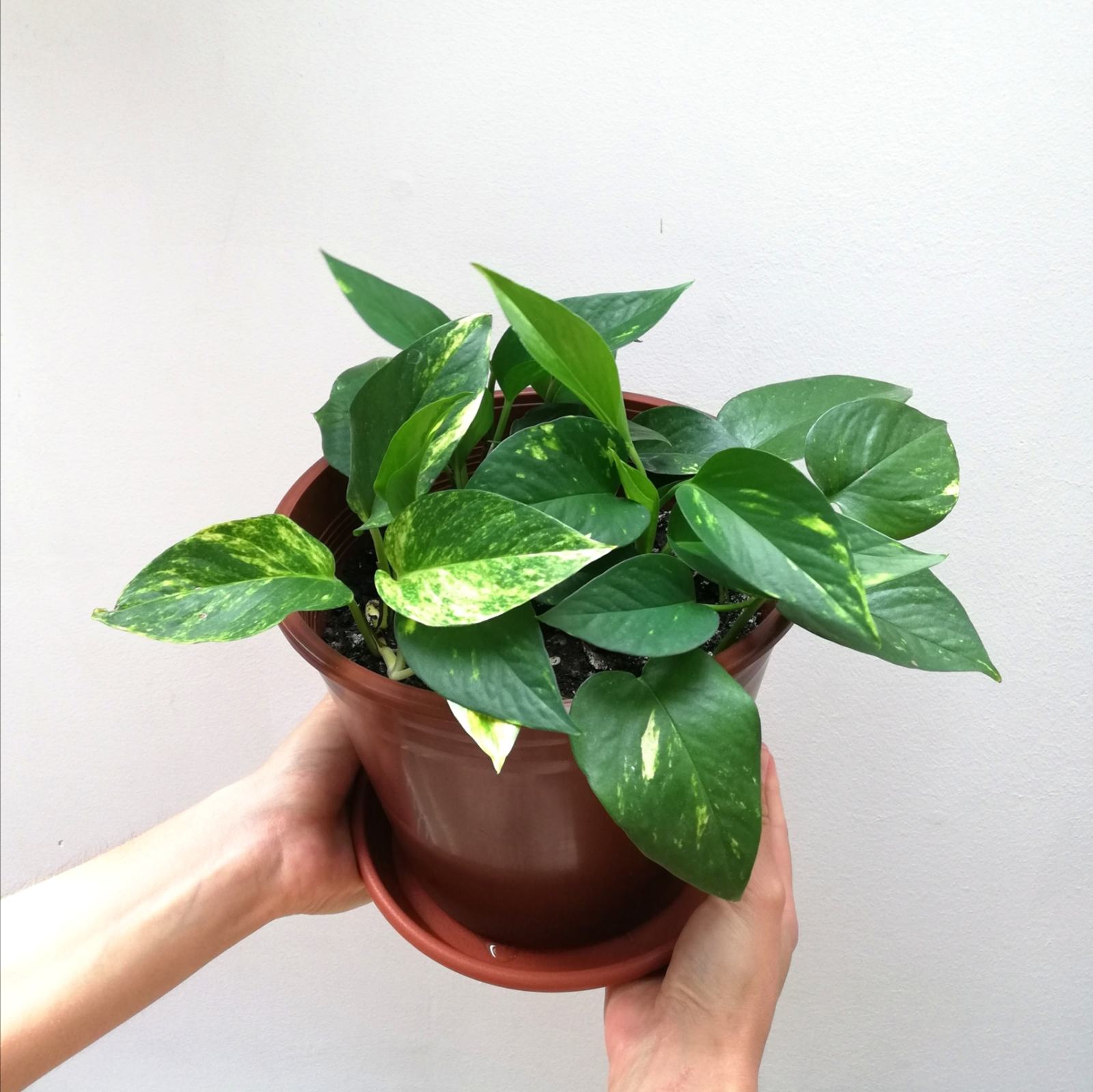 Pothos