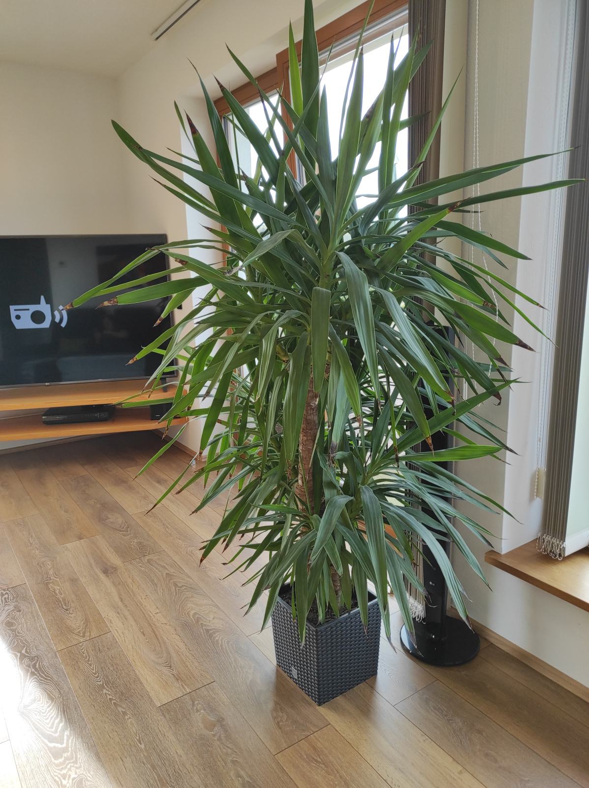 drevo življenja - Juka - Yucca