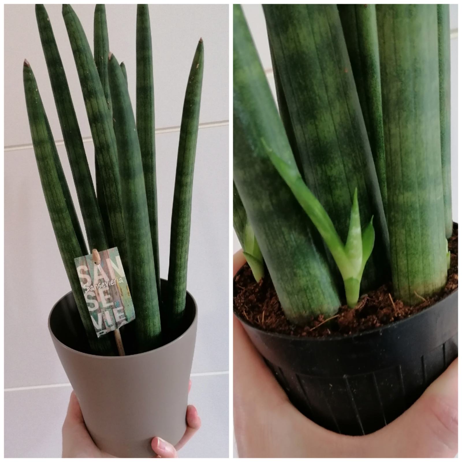 Prodam sobno rastlino