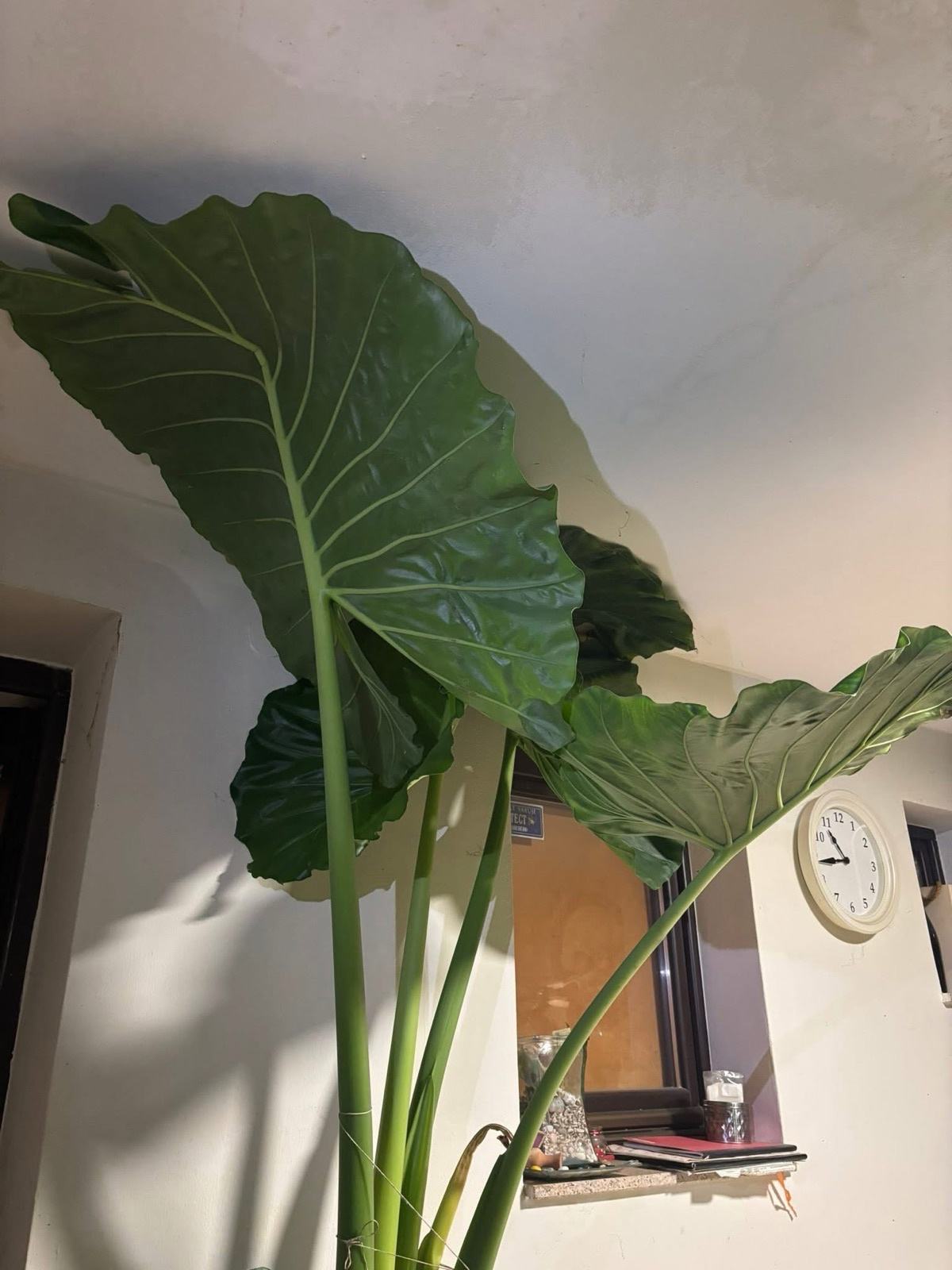 XXL RASTLINA – ALOKAZIJA “ADAM”