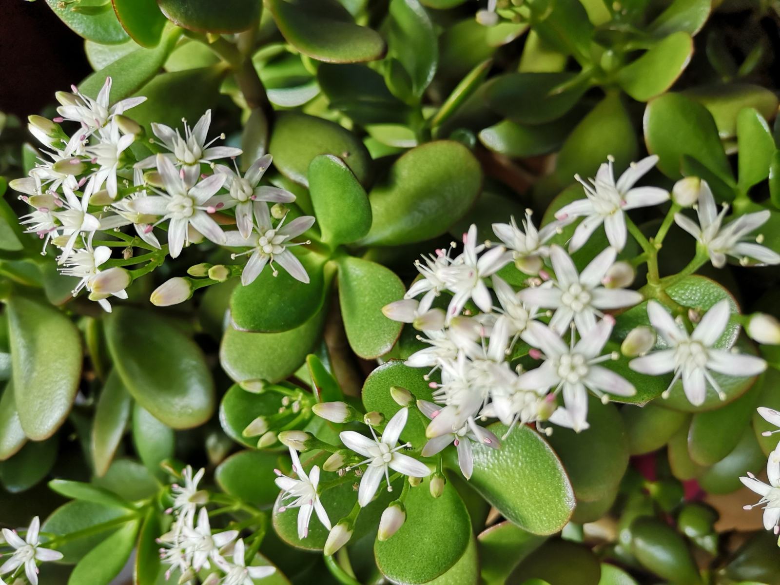 Roža: krasula, tolstica, drevo denarja, money plant