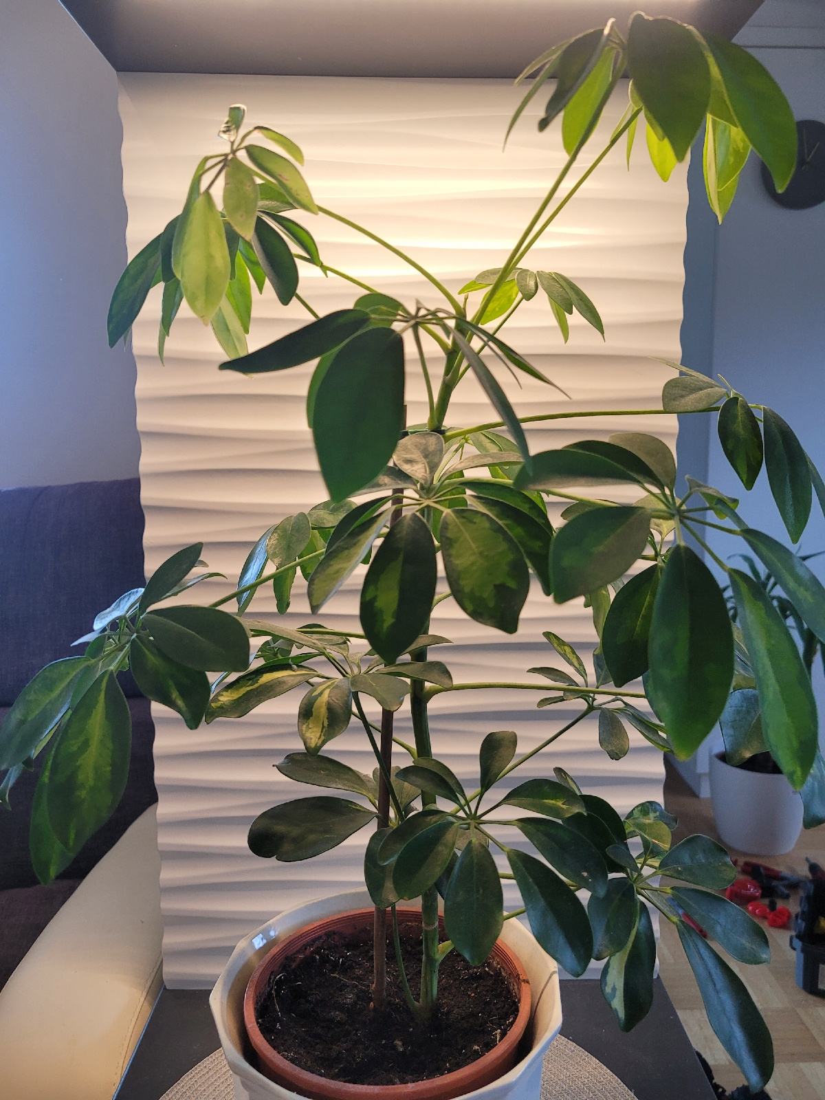 Šeflera (Schefflera Arboricola Gold)