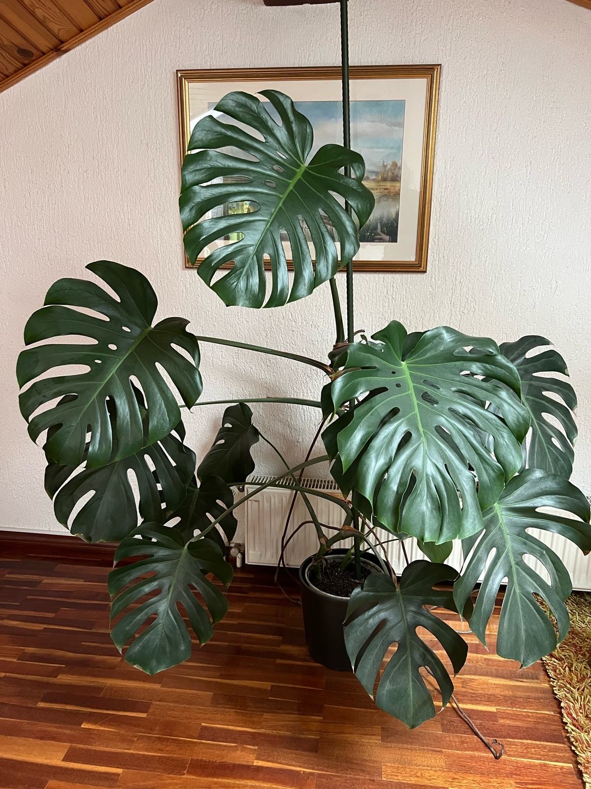 Sobna rastlina monstera