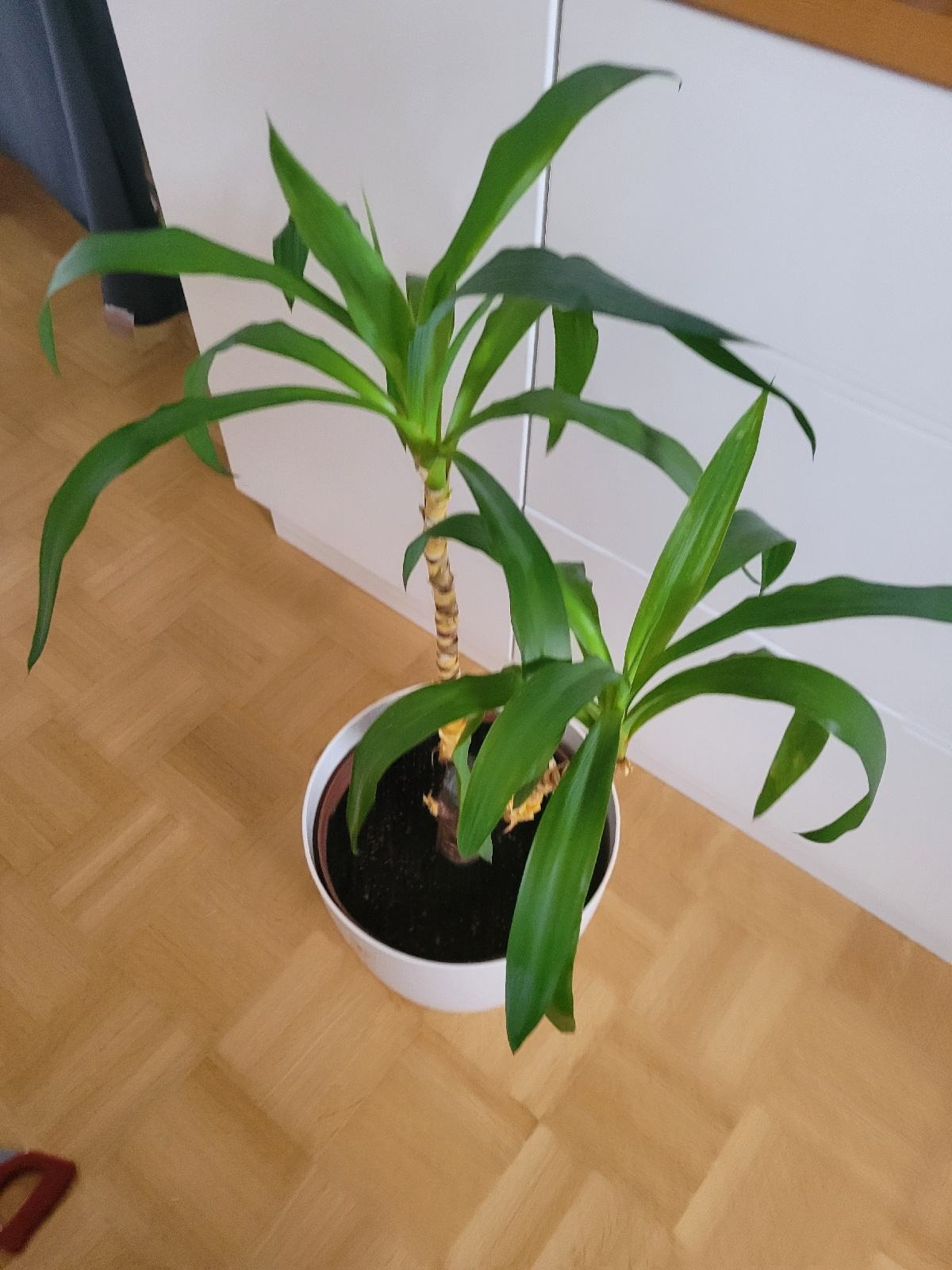 Yucca Gigantea - prstasta juka, drevo življenja