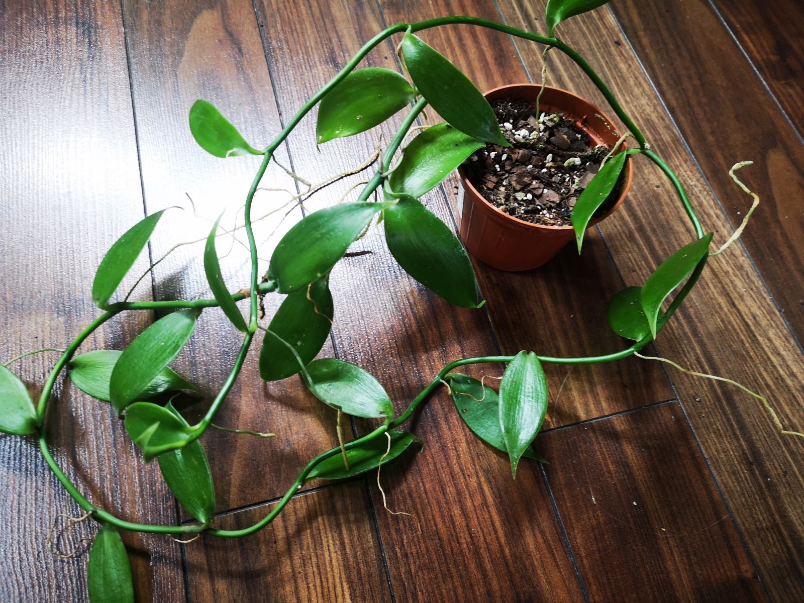 VANILIJA (Vanilla planifolia)