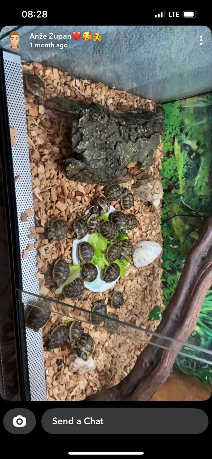 Grške kopenske želve