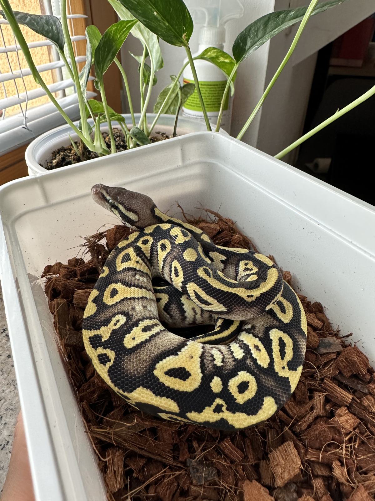 Kraljevi piton - mojave vanilla