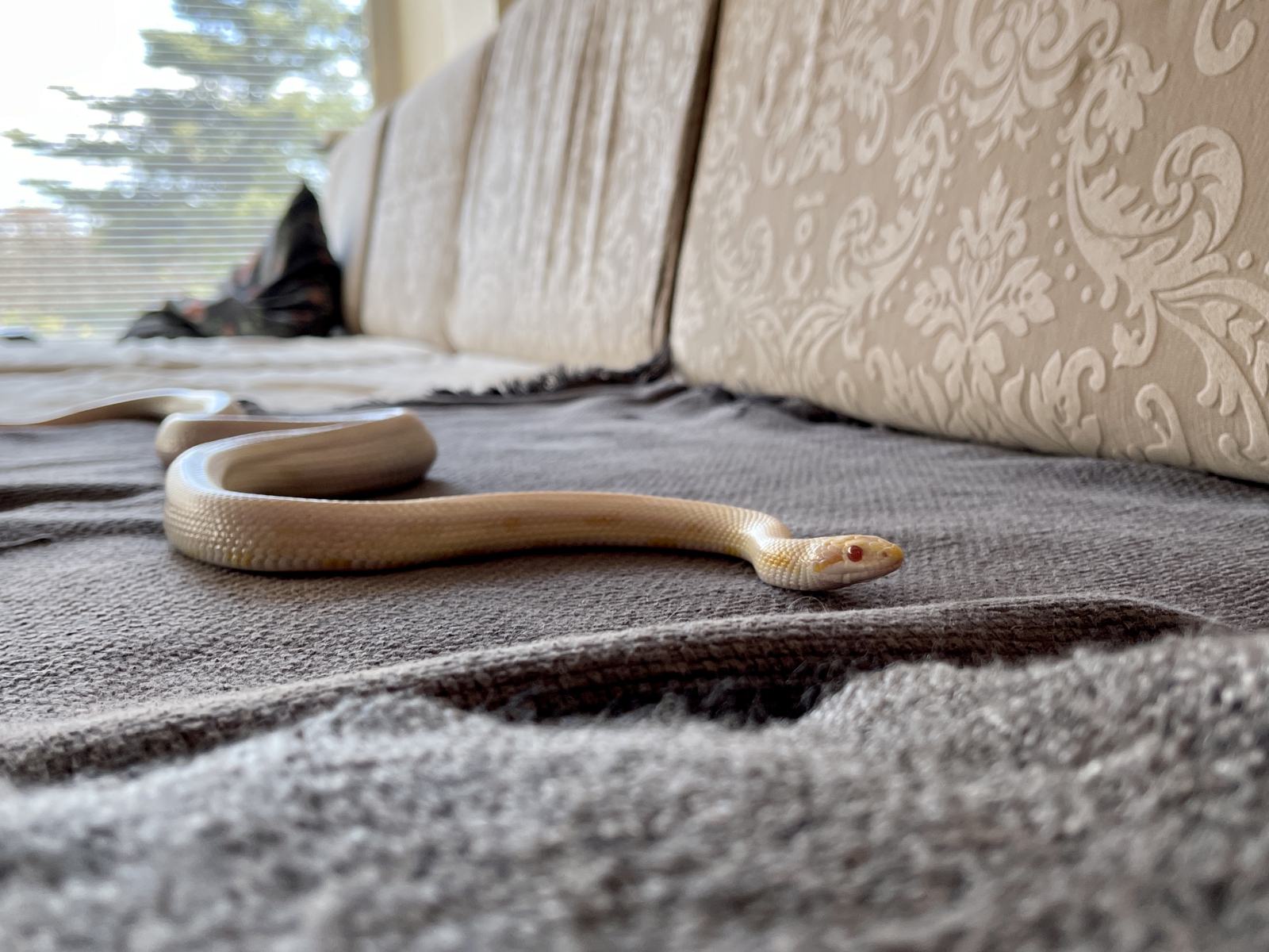 Ameriški gož albino (samica in samec)