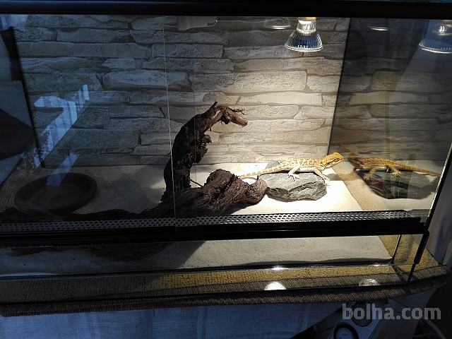 Bradata agama + opremljen terarij