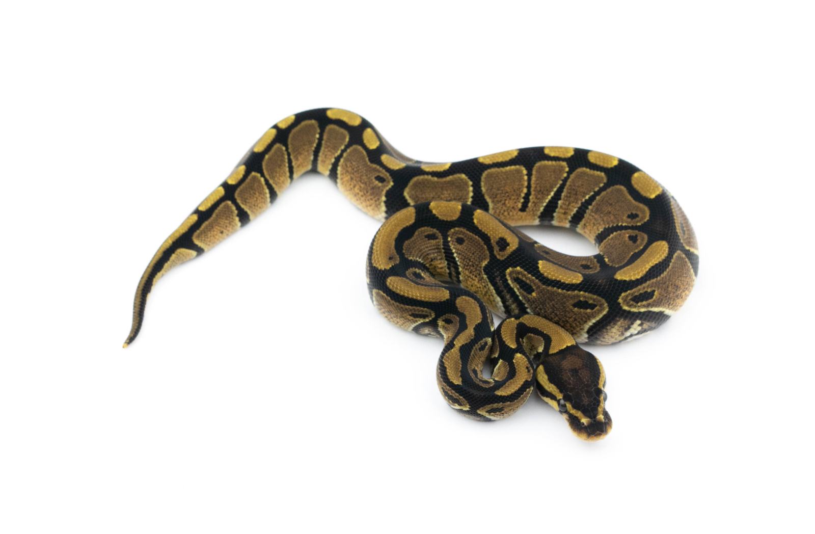 Kraljevi piton (Python regius) het Pied CB2022