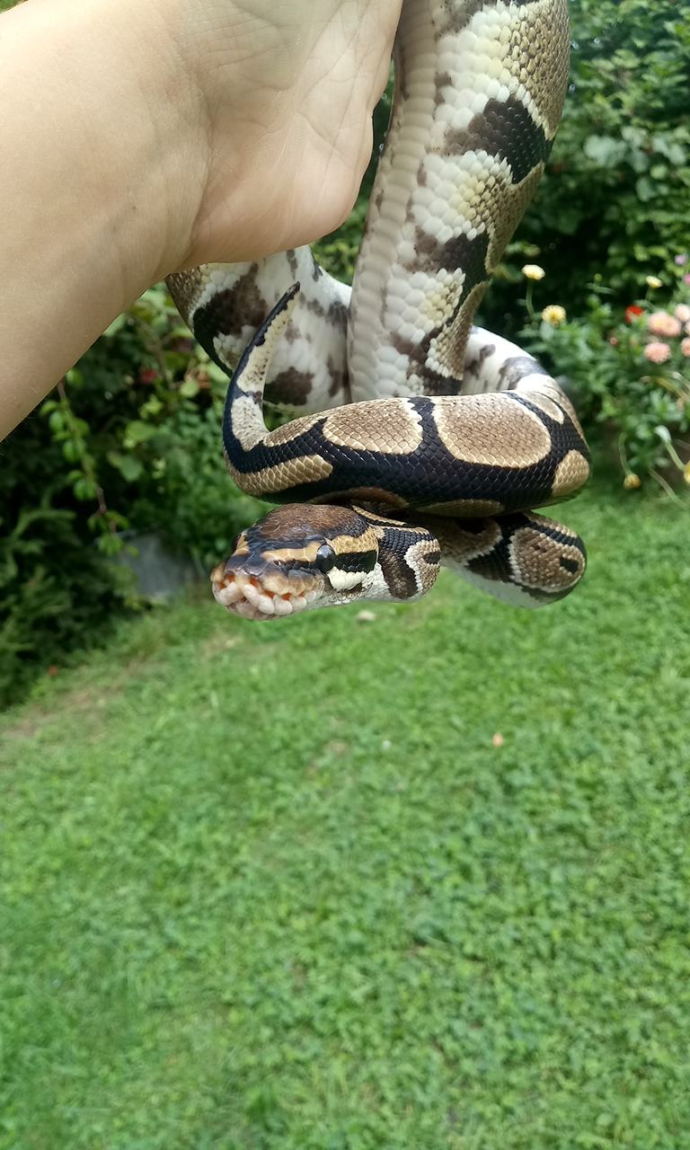 Kraljevi piton-samec