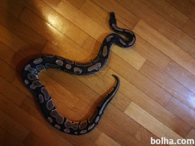 Kraljevi piton(samica)