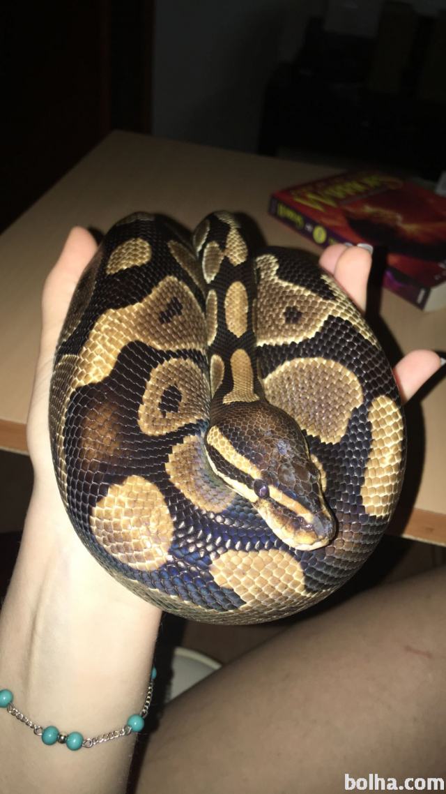 Kraljevi piton samica