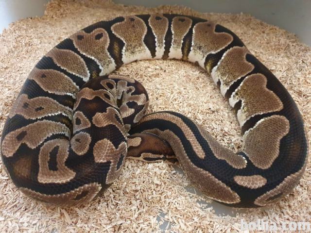 Kraljevi piton - samička het Albino