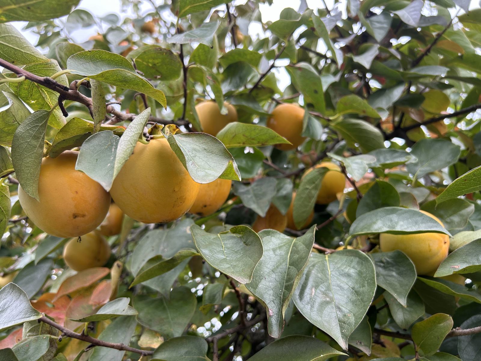 Kaki koper bertoki