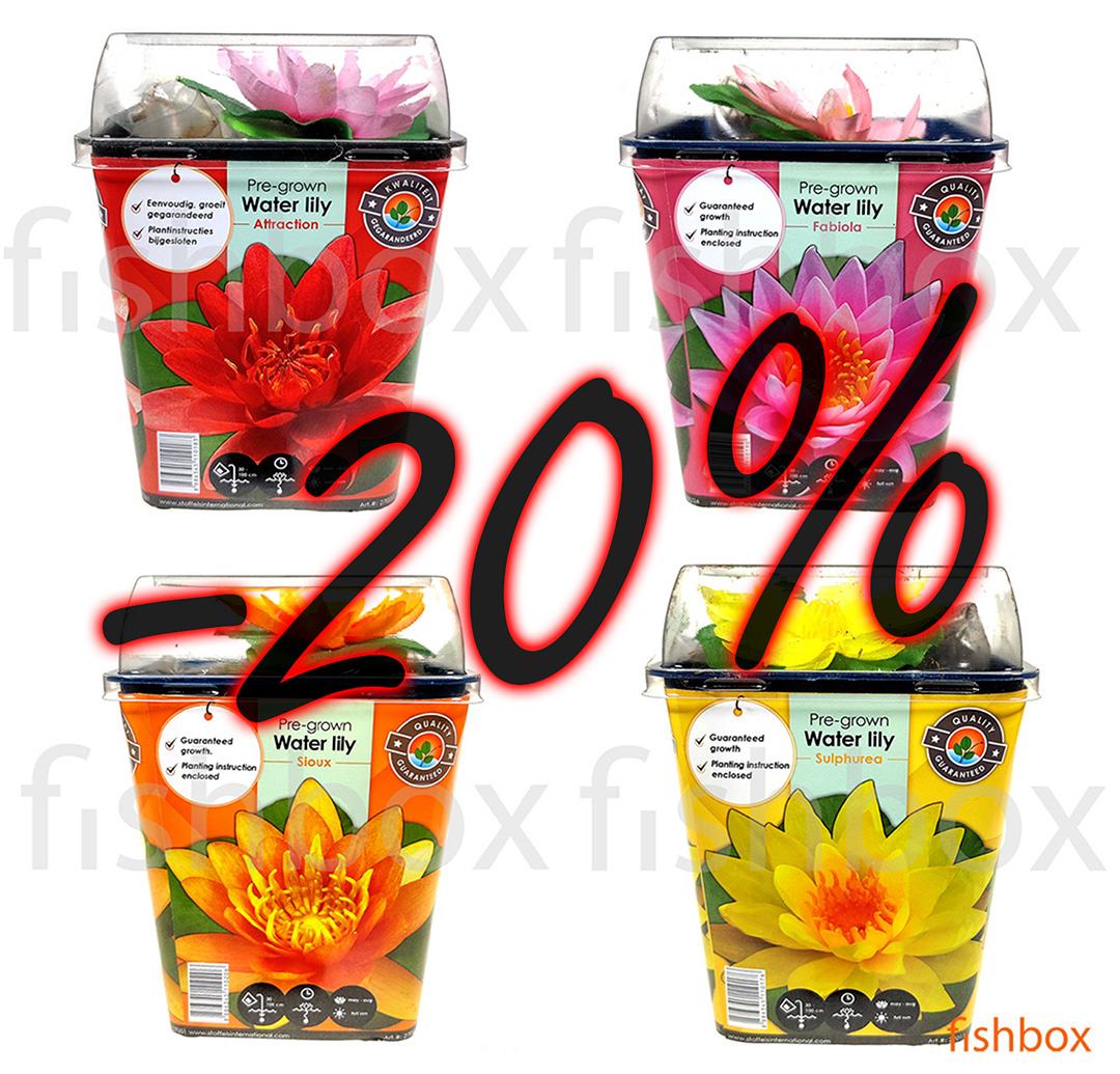 Lokvanji za ribnike, fontane Nymphaea Natura -20%