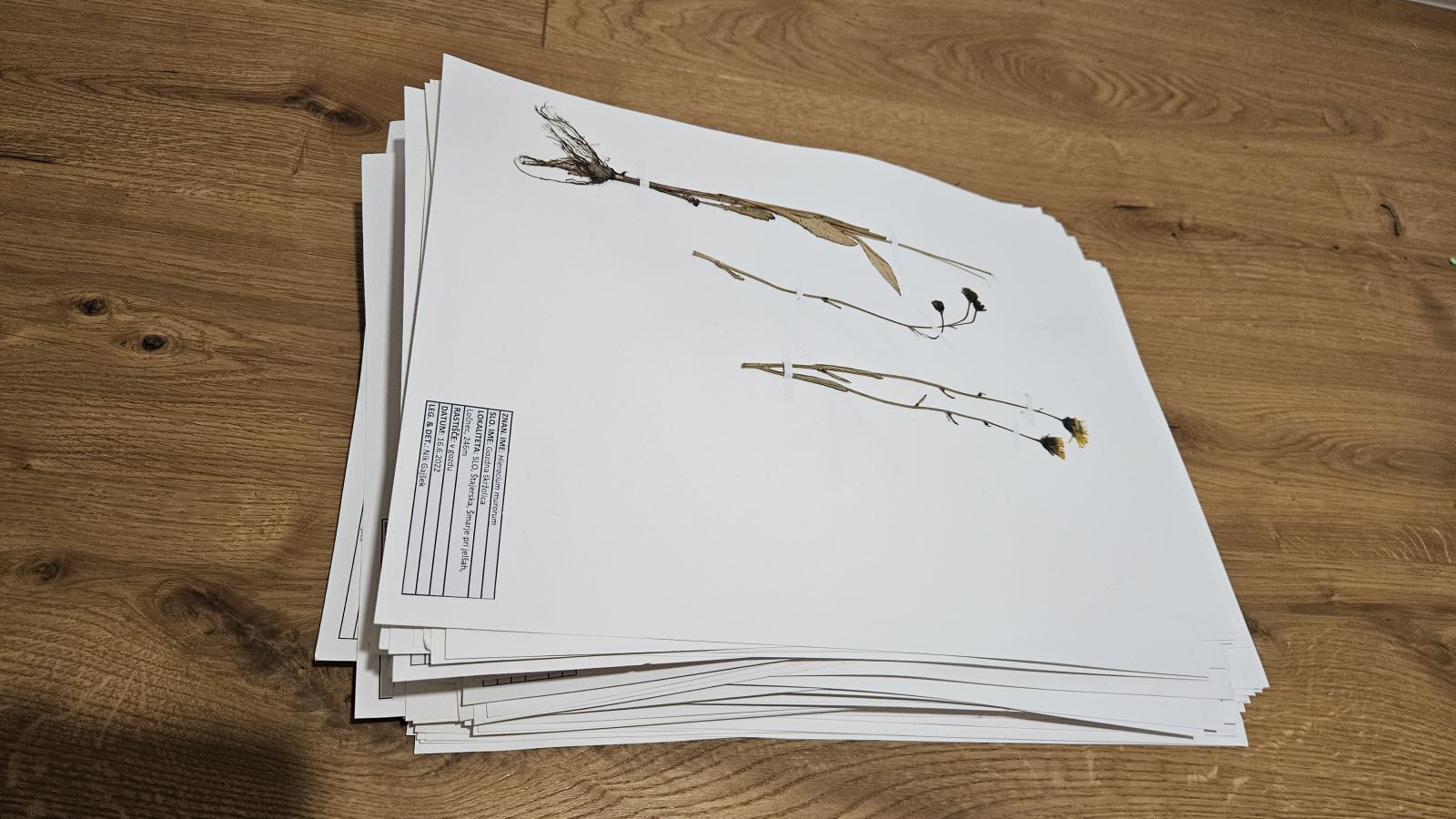 Rastline za herbarij