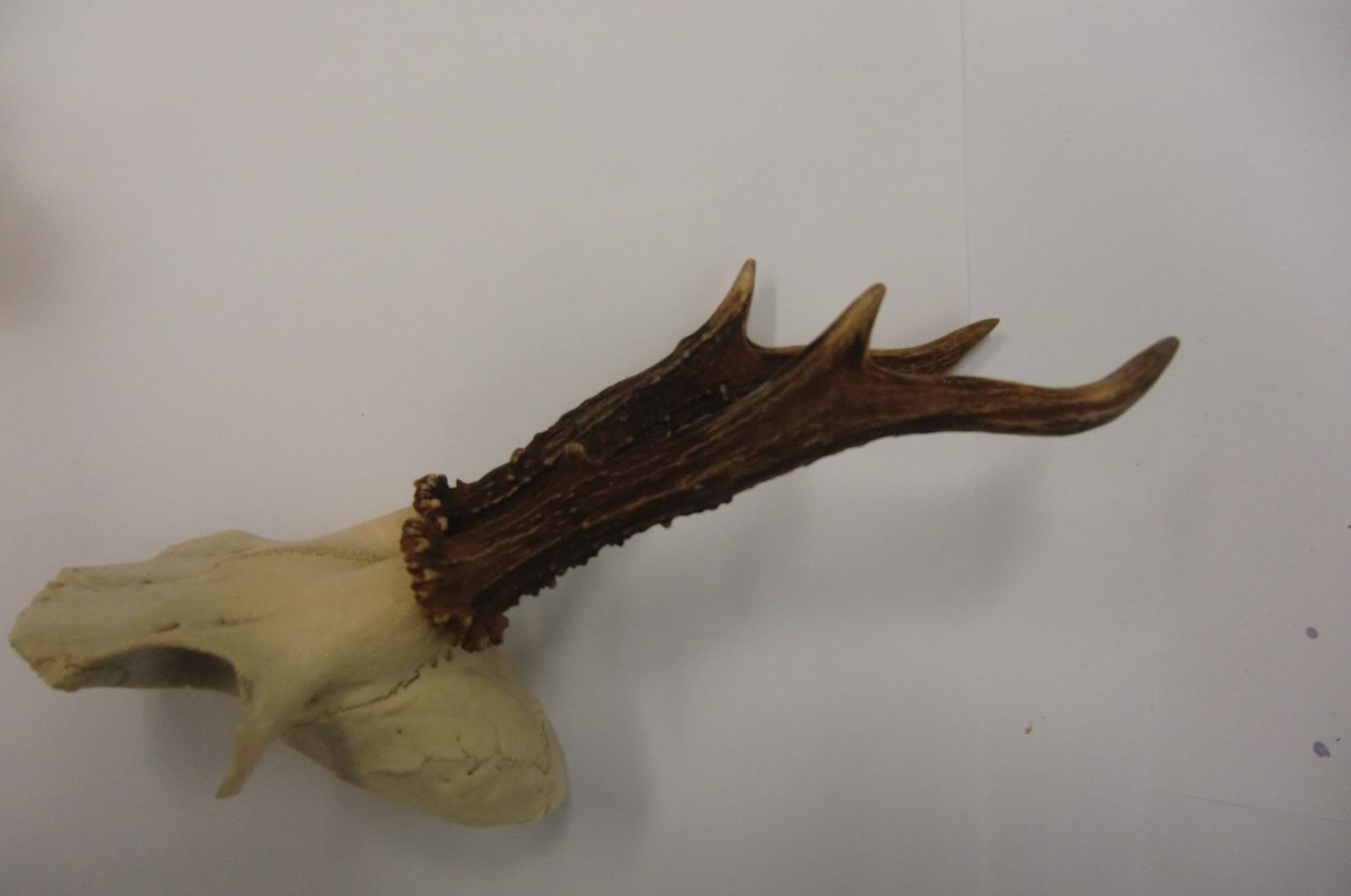 ROGOVJI-TROFEJI OD SRNJADI