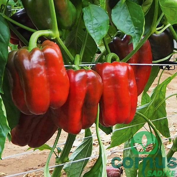 Domača paprika