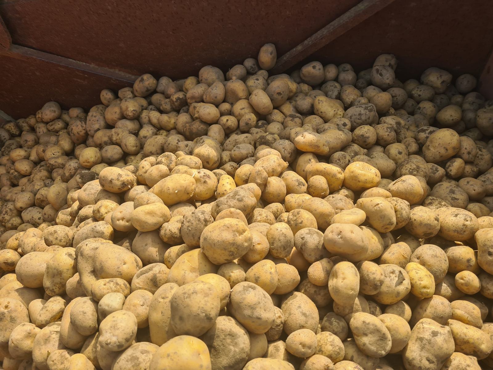 Jedilni krompir Marabel