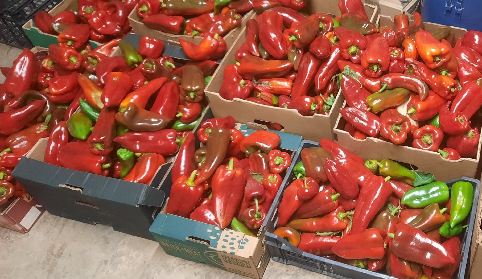 Paprika rdeča špic in babura