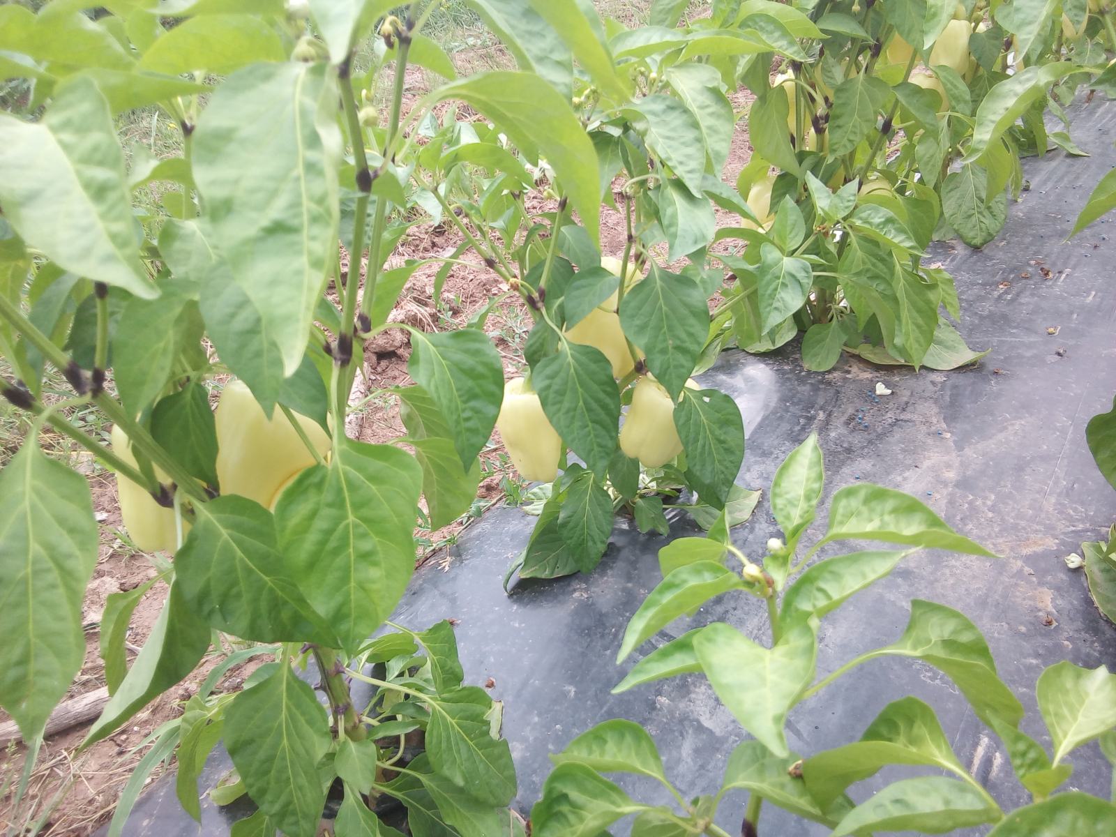Paprika