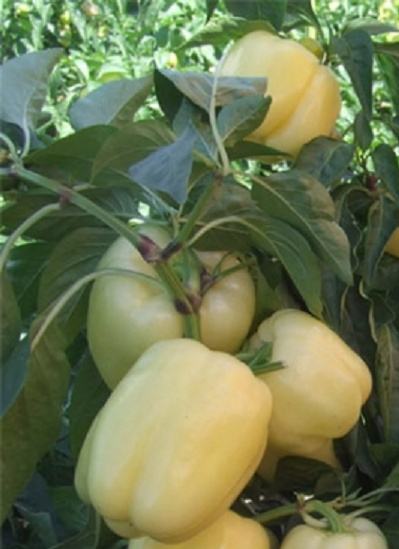 PAPRIKA