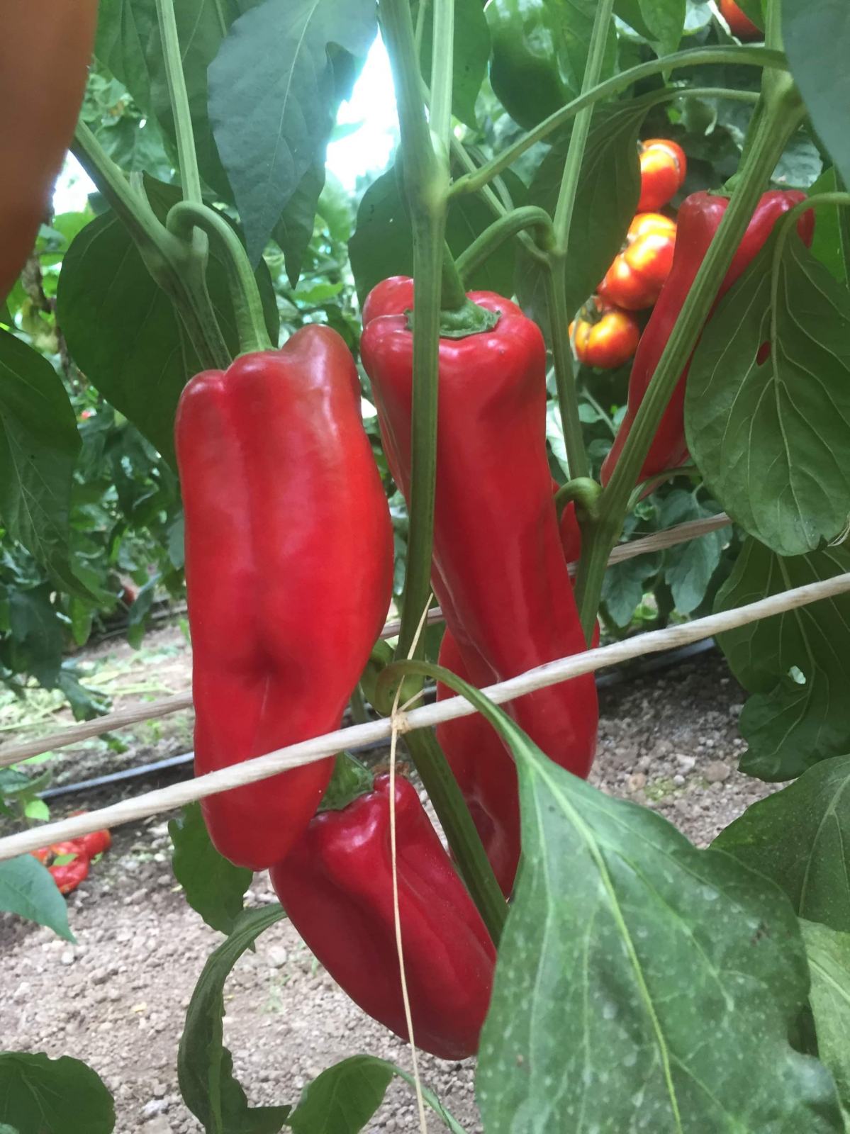 Paprika za vlaganje