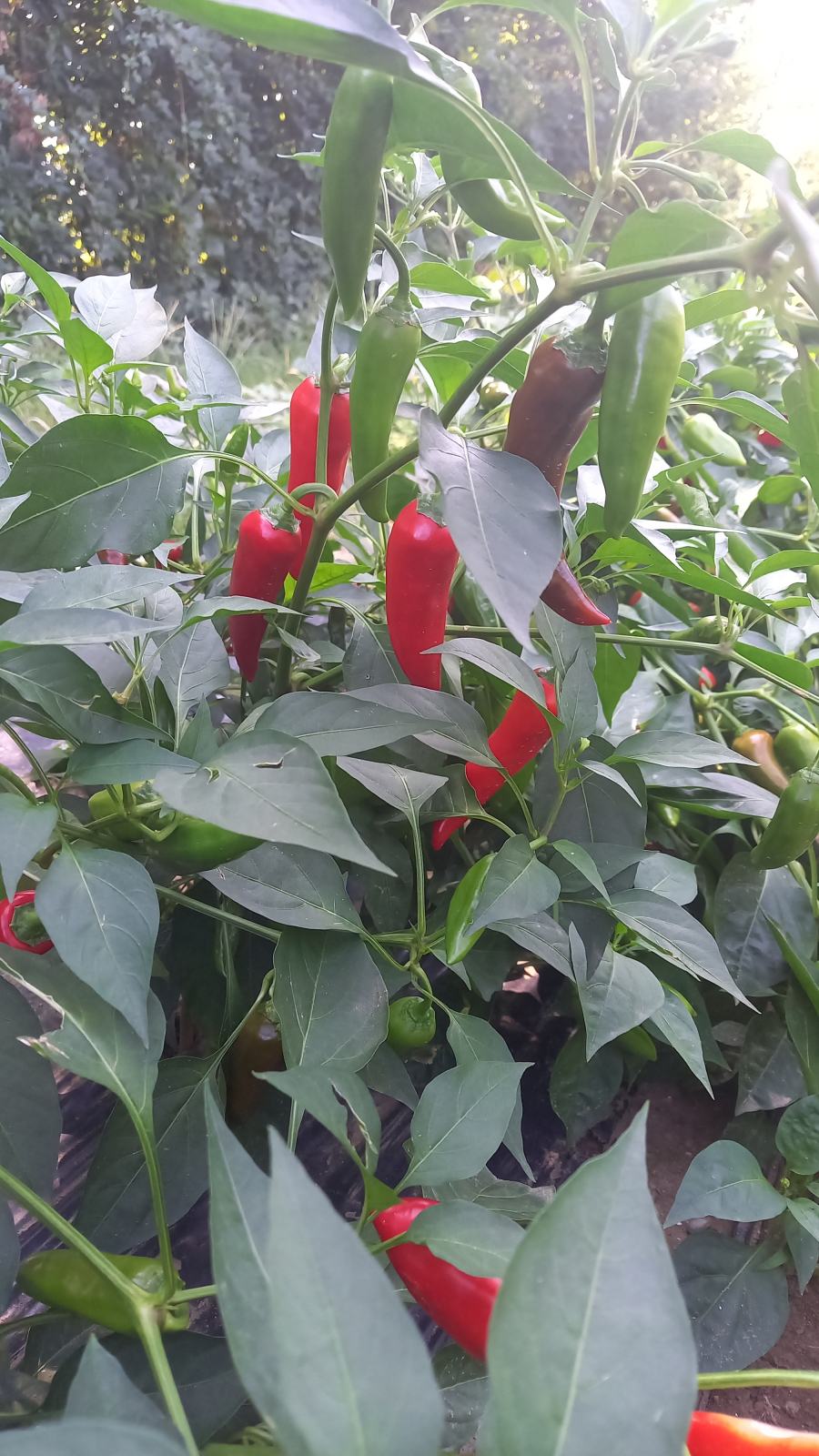 Pekoči feferoni in čili