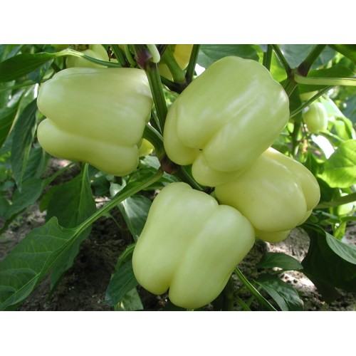 Prodam rumeno papriko