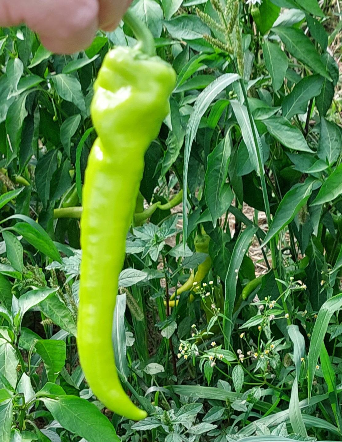 Prodam sveže sladke feferone