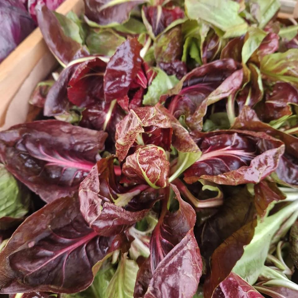 Radič, radič Verona