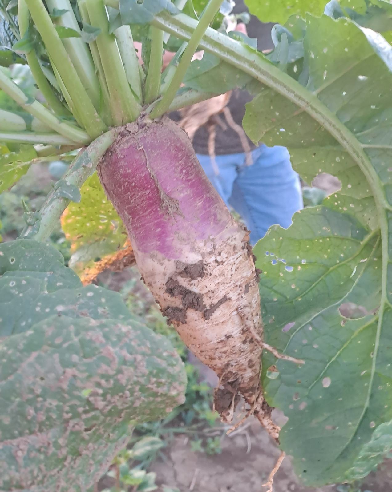 Sveža bela repa - podolgovata