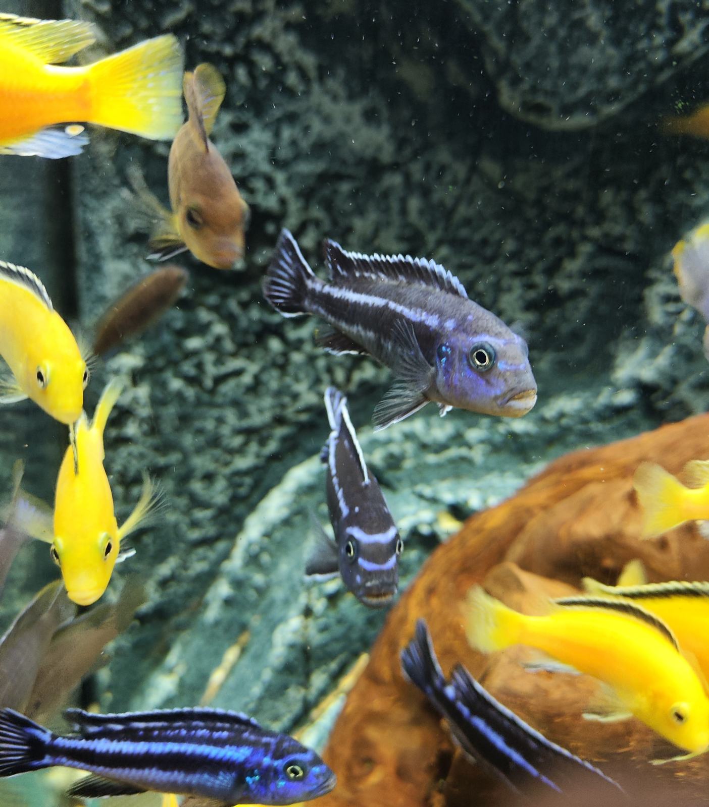 AKVARIJSKE RIBICE - UGODNA RAZPRODAJA!!