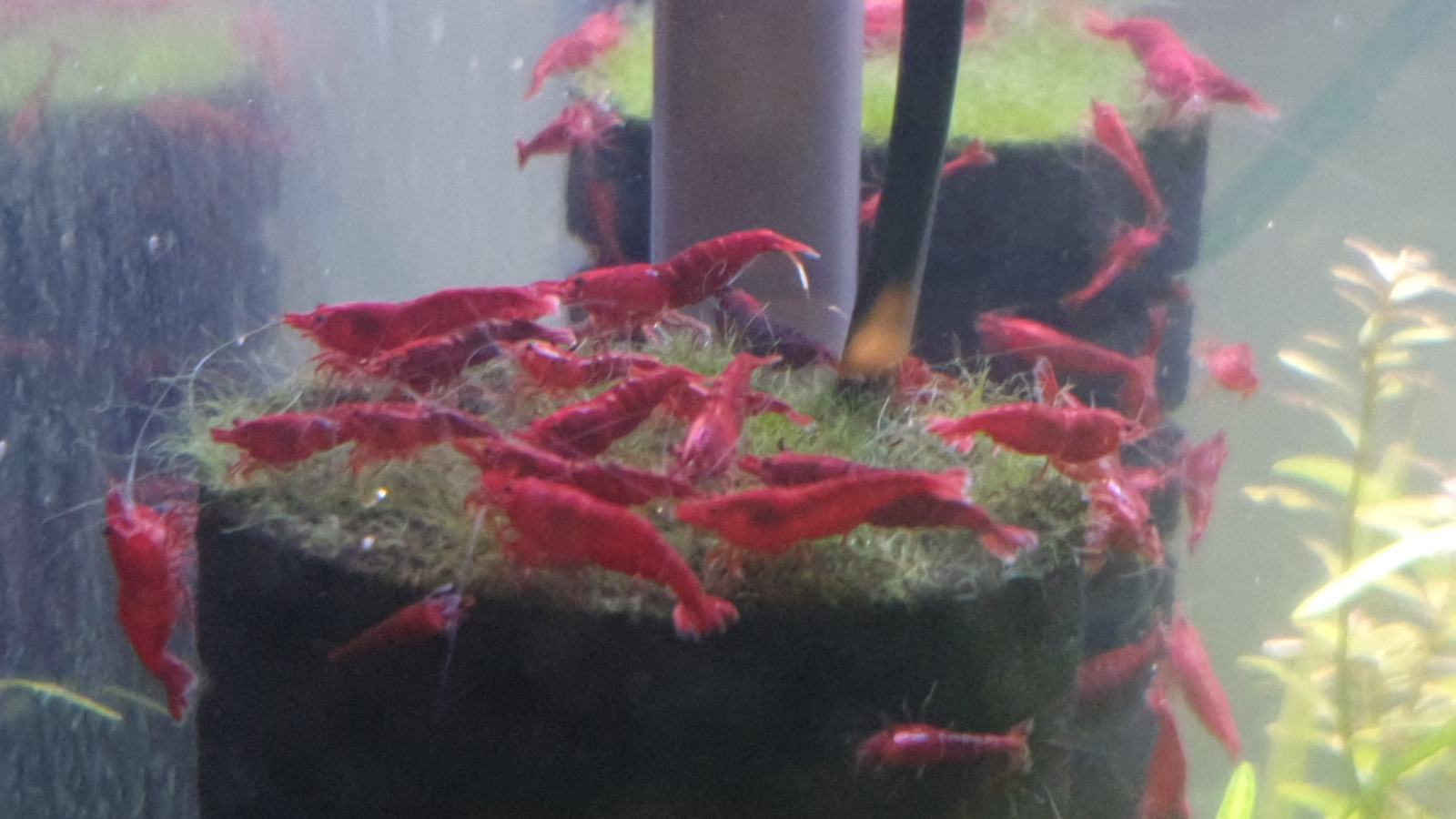 Siamske bojne ribice, kozice, somiči, endler gupiji, polži..