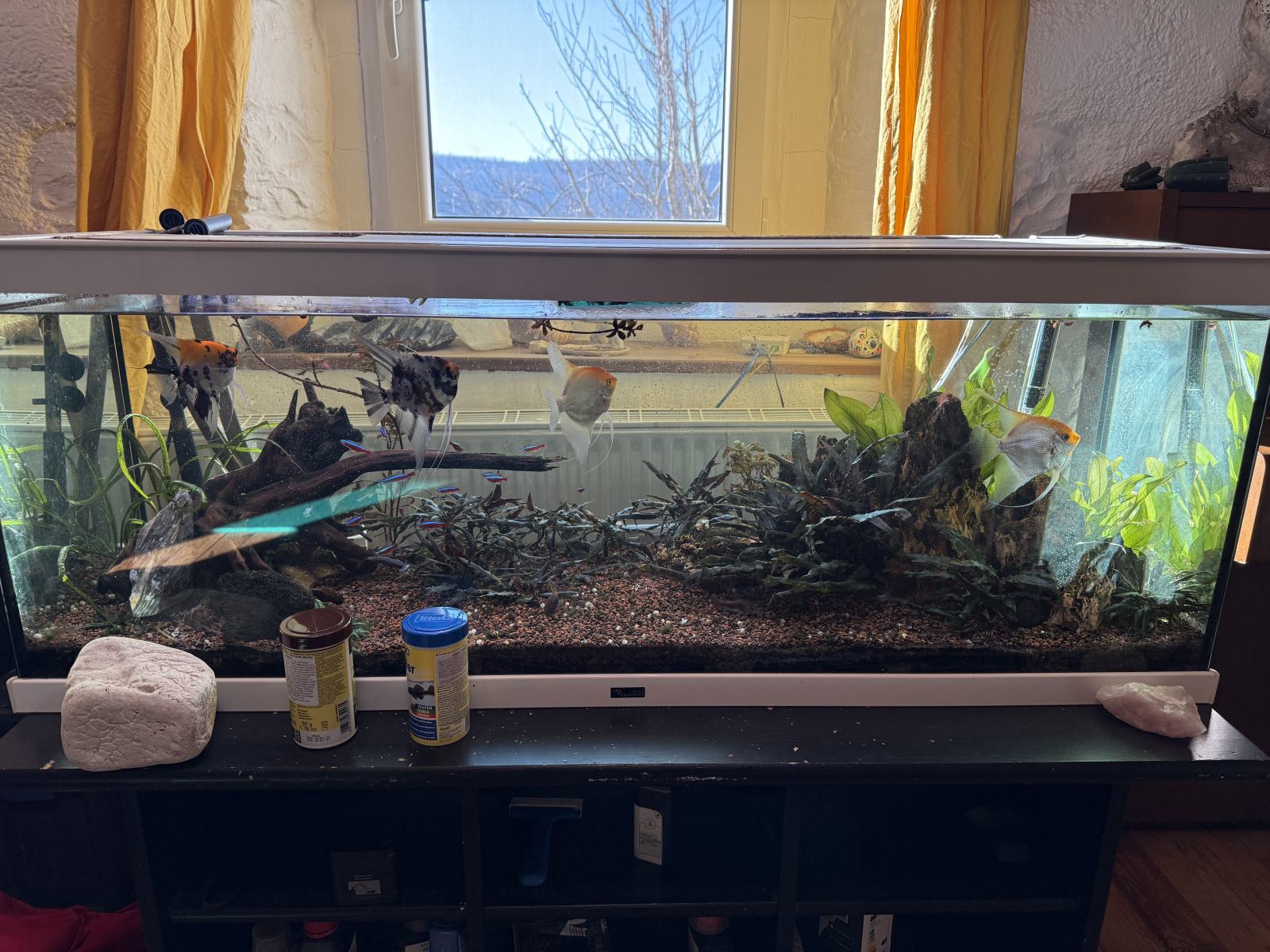 Prodam komplet akvarij 220l + čistilna naprava + ribe