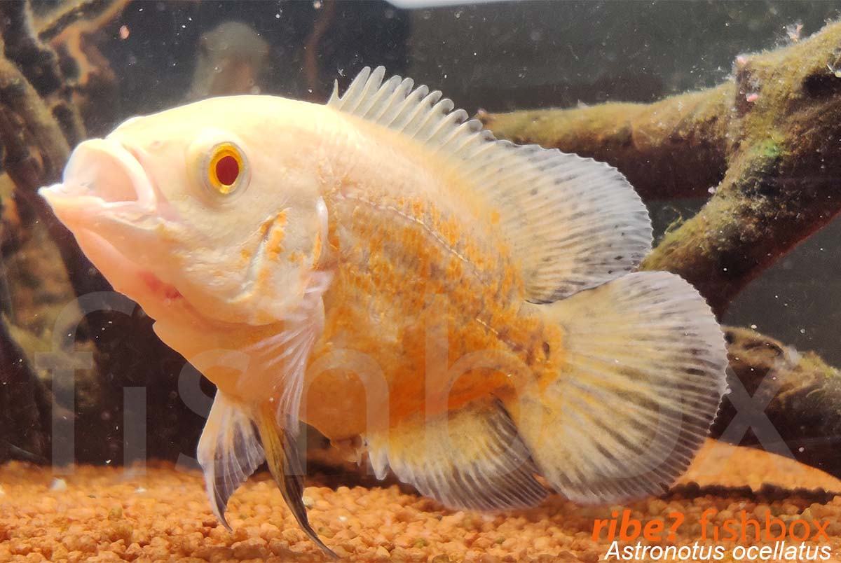 Ribe? fishbox! ***NOVA POŠILJKA***