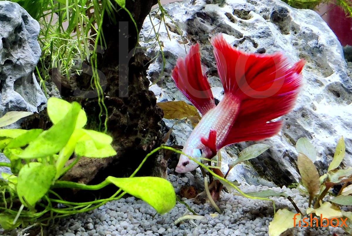 Ribe? fishbox! ***NOVA POŠILJKA***