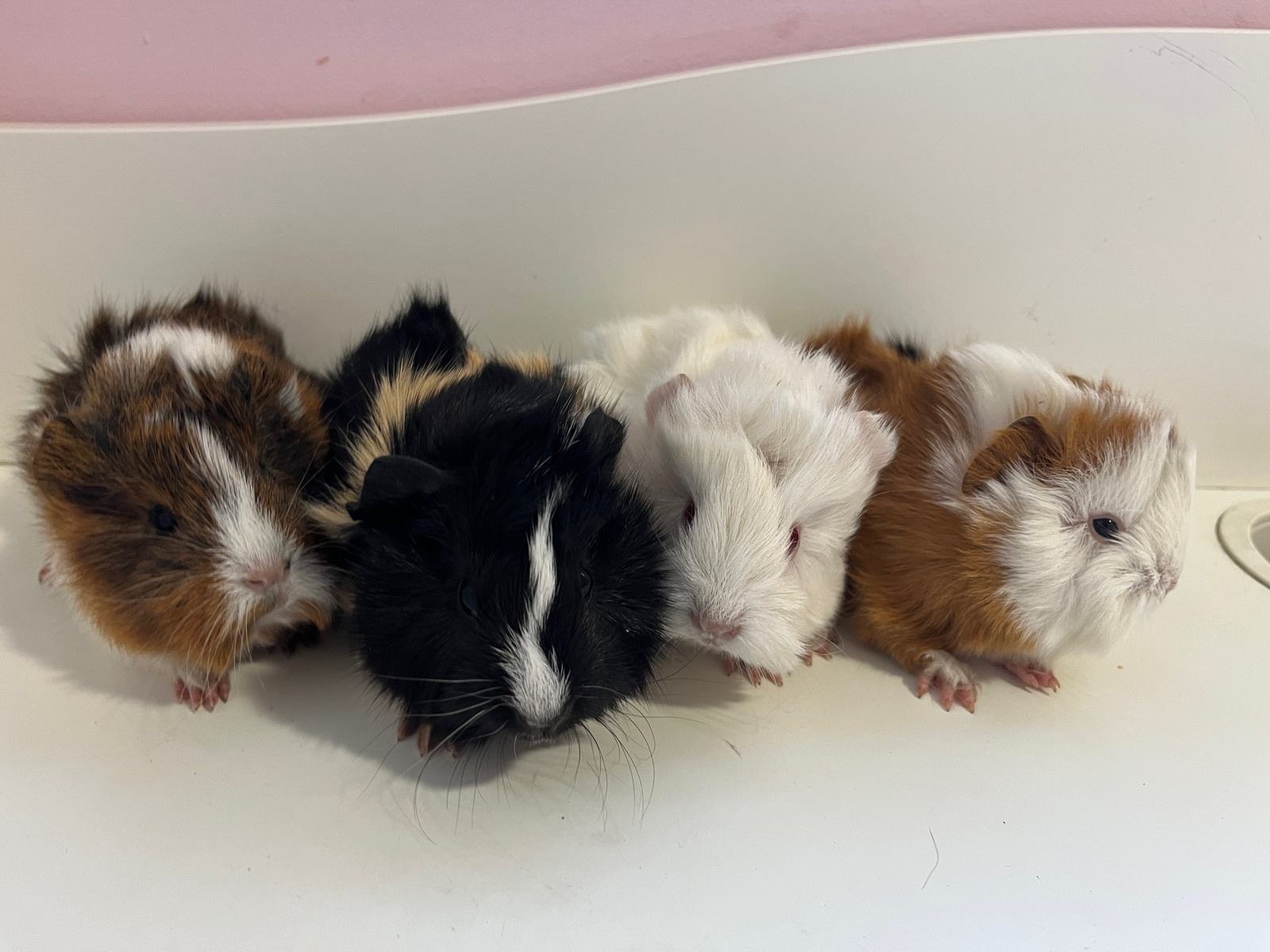 Morski prasicki mladicki