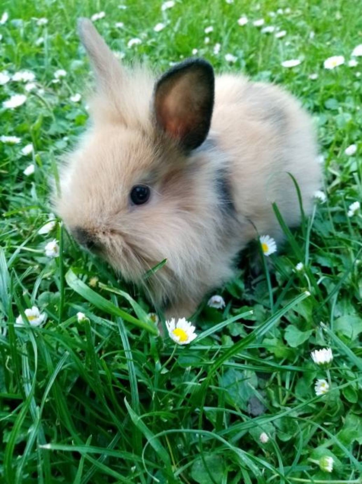 pritlikavi kunci mini zajec kunec