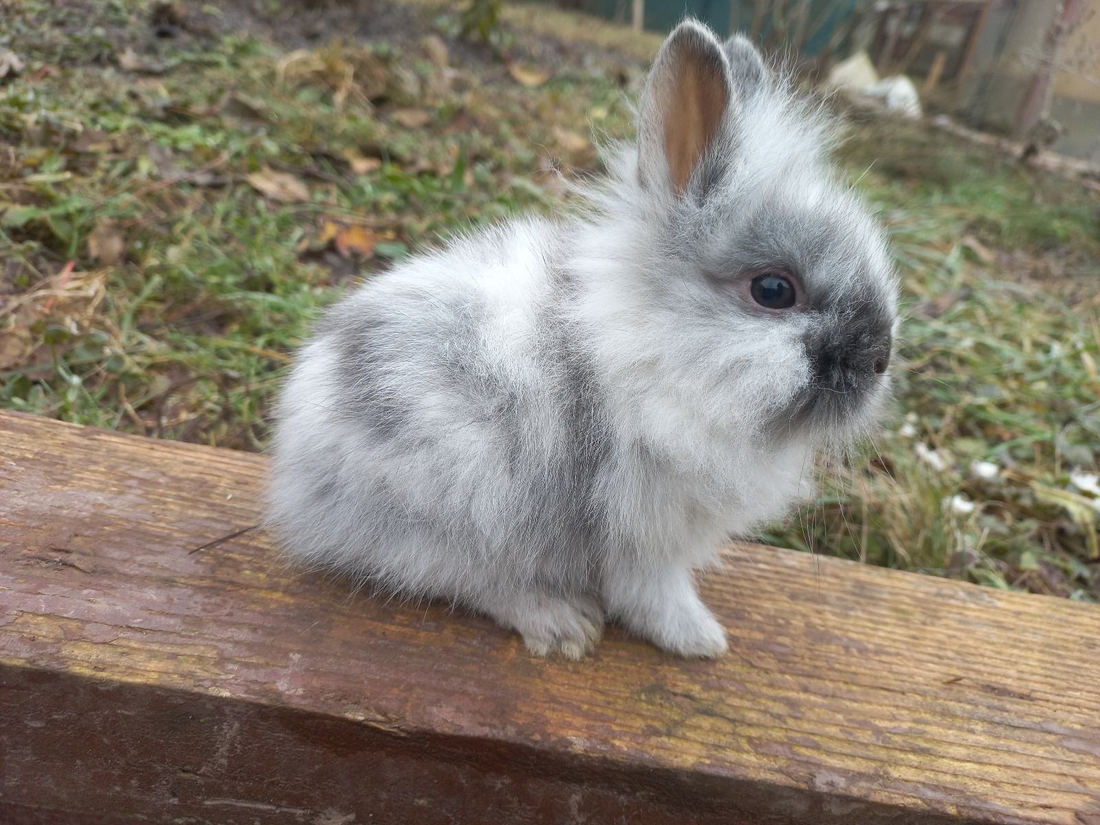 pritlikavi kunec hisni ljubljencek