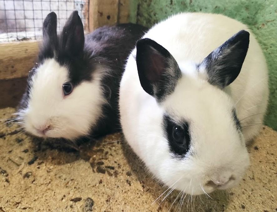 Pritlikavi kunec (hišni pritlikavi zajček)