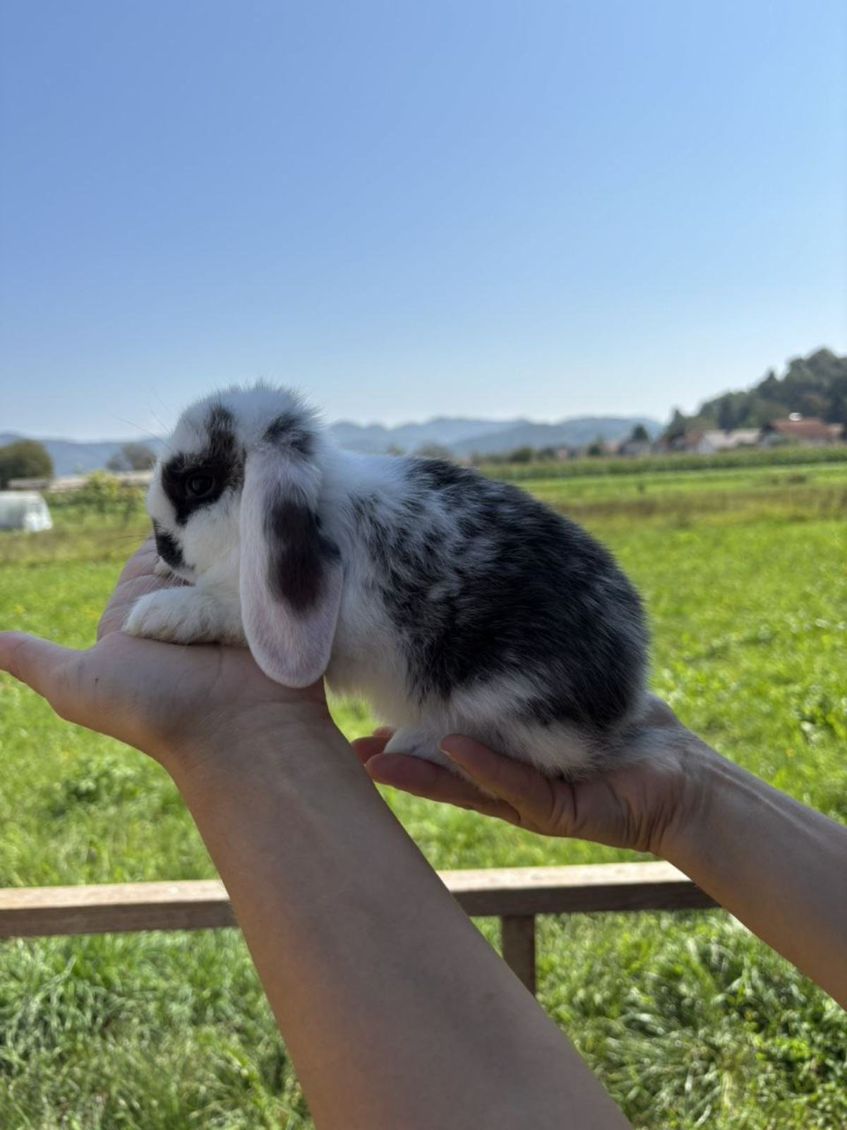 pritlikavi kunec mini ovnač hisni ljubljencek