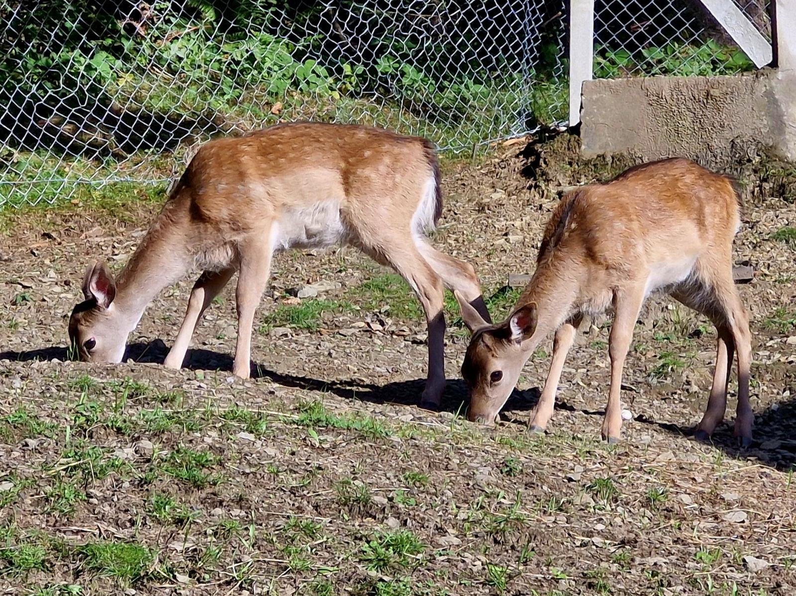 Damjak za nadaljnjo rejo