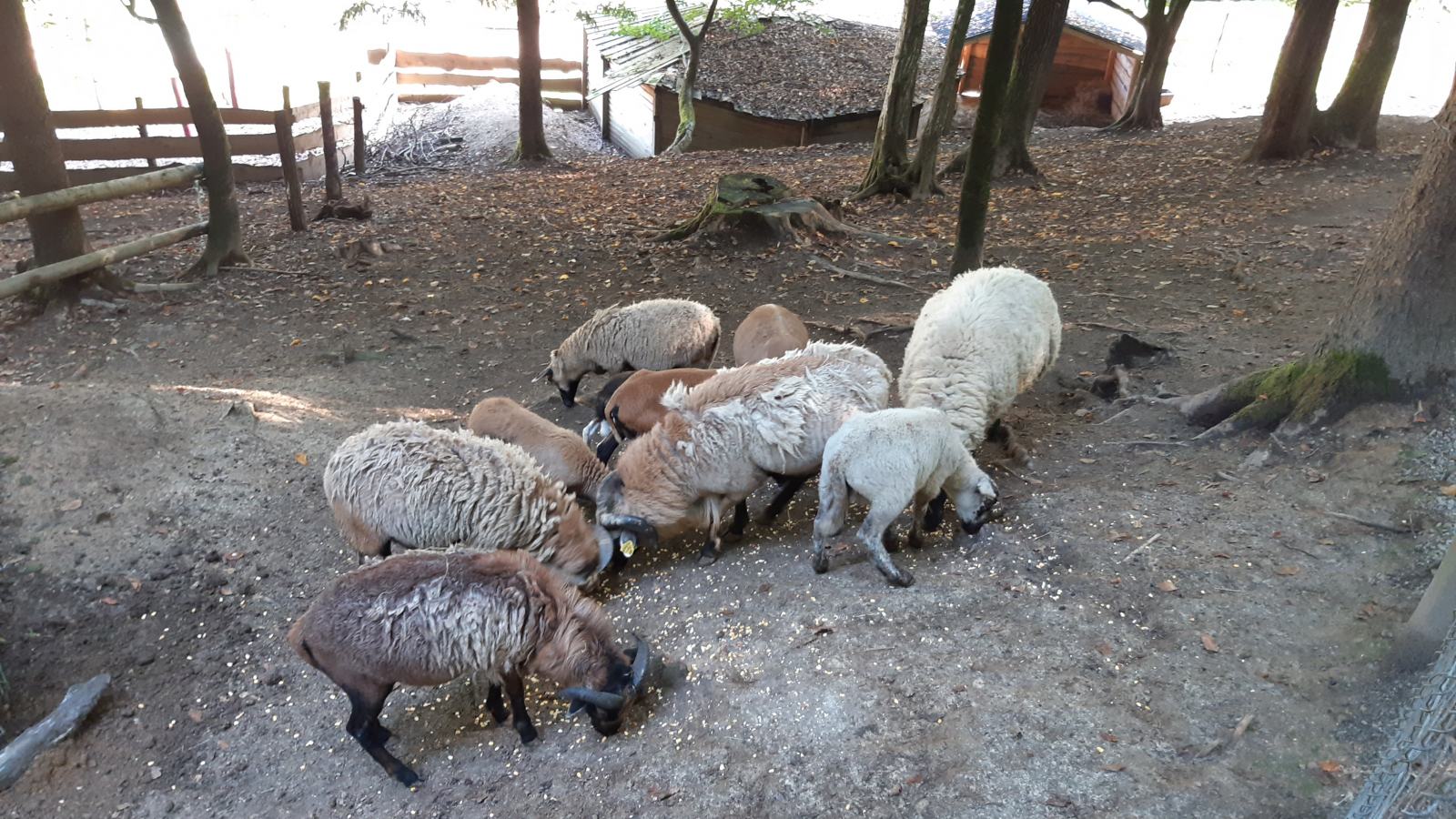 Kamerunske ovce- samec