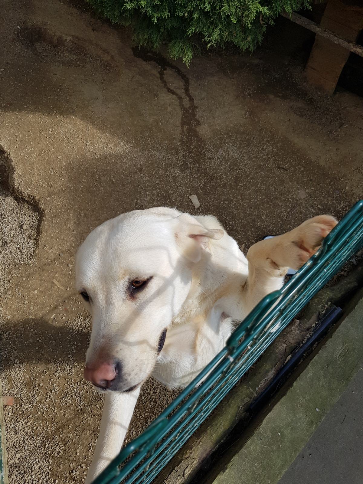 Labradorka za parjenje