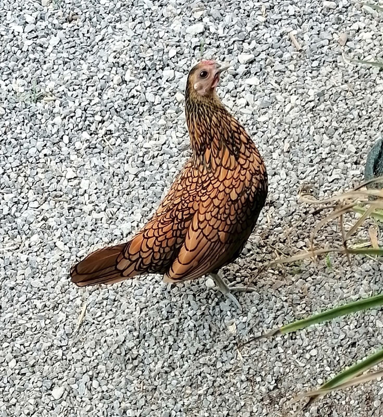 Male zivali