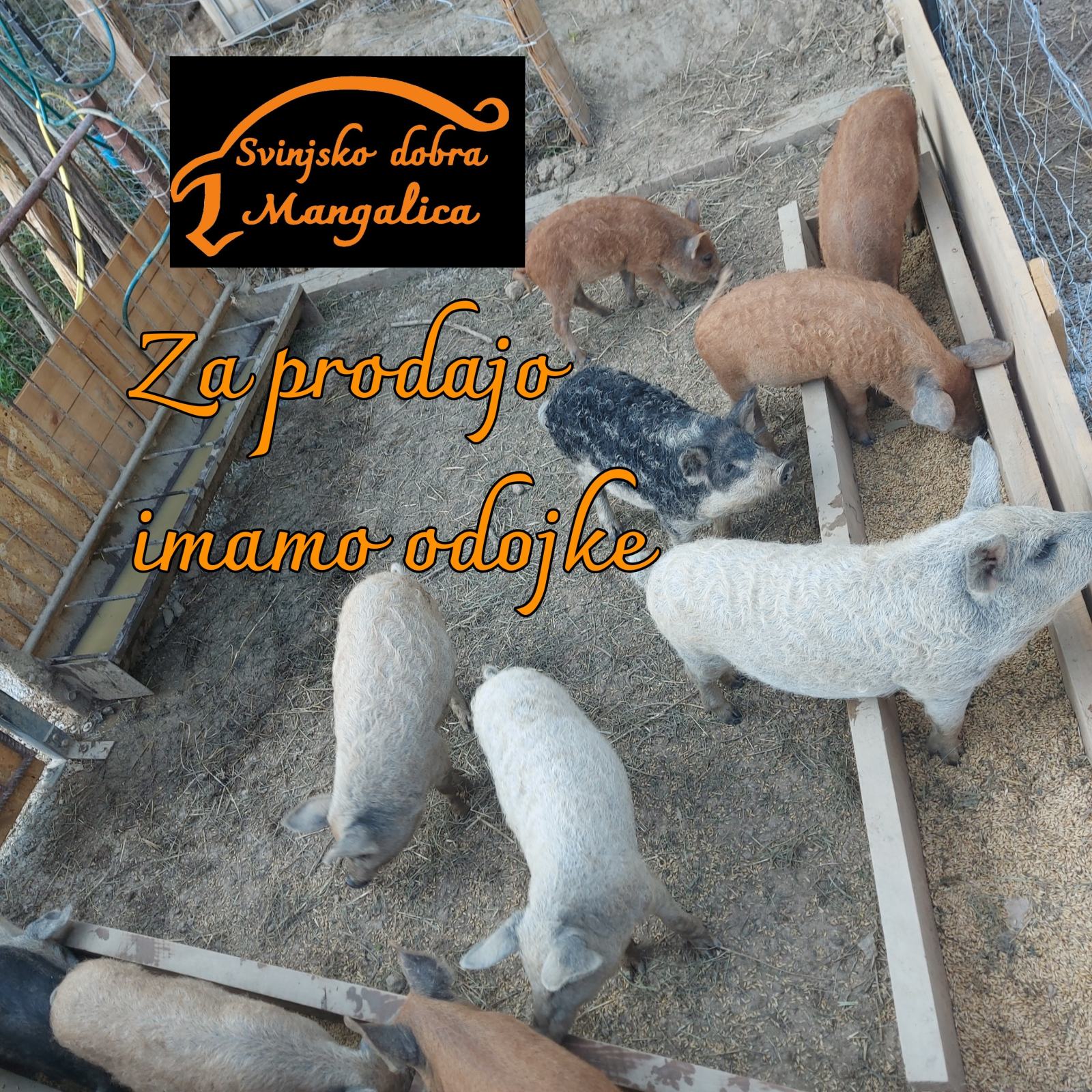 Mangalica pujsi